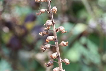 GKZ植物事典・アカジソ（赤紫蘇）