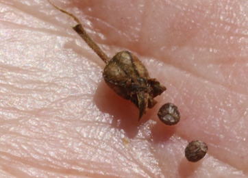 GKZ植物事典・アカジソ（赤紫蘇）